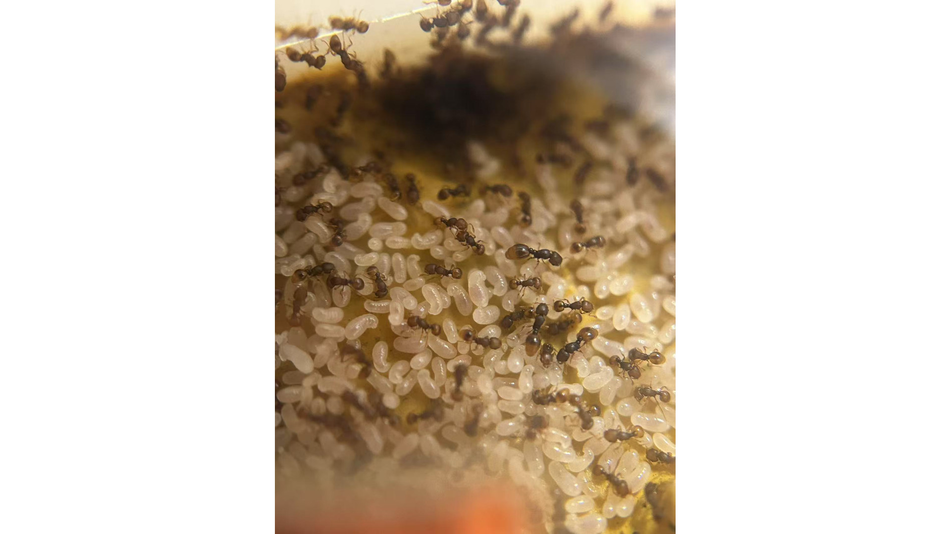 Ant with farm : Big head Ant colony in P1 farm full set