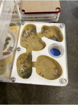 Full Ant colony, ant farm, queen ant