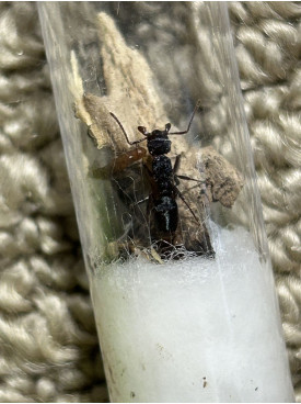 Ant Queen ant, ant colony,Ant in new zealand. ants in NZ