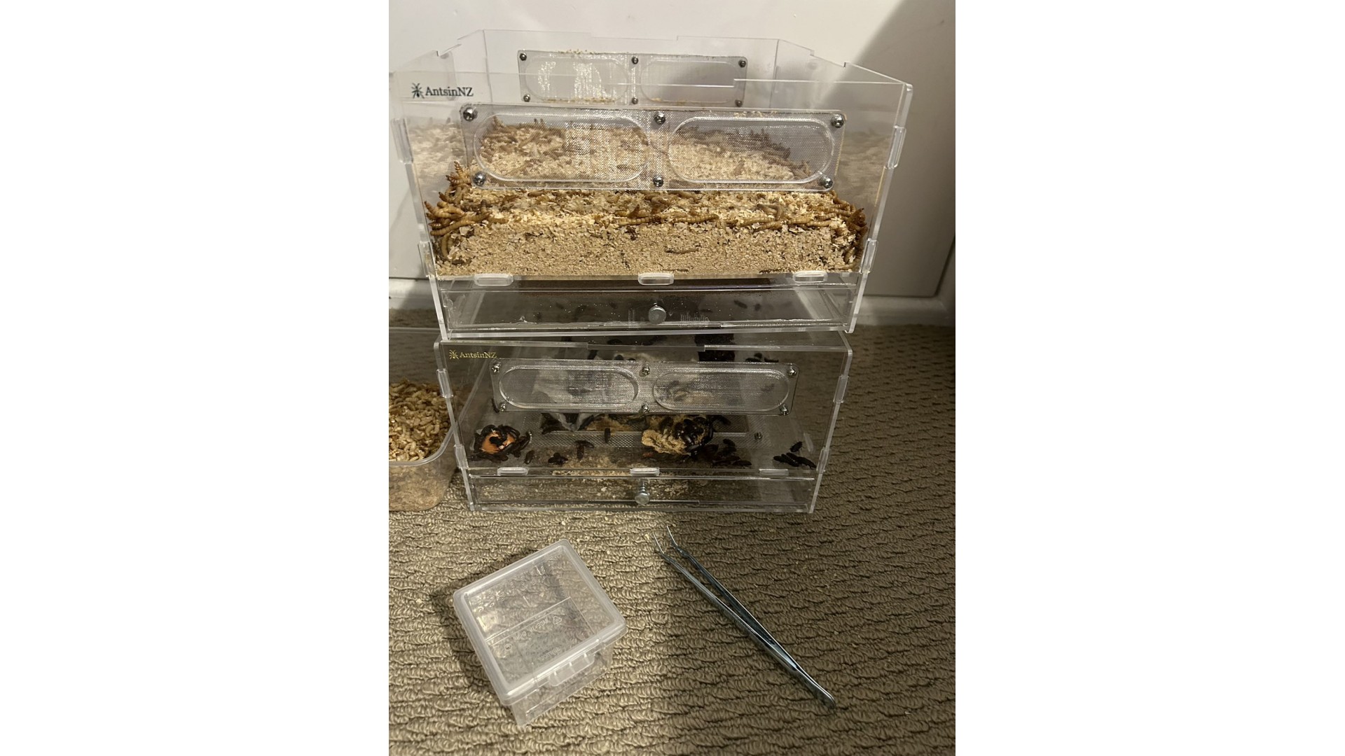 luxury mealworm farm ( 2 large box only)