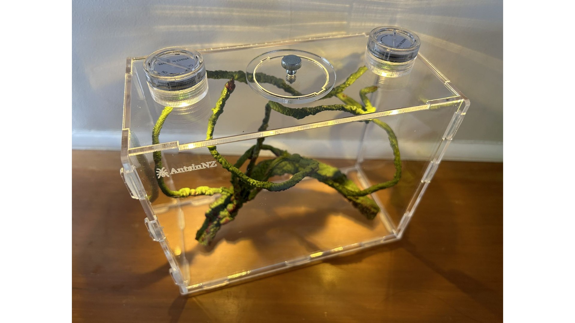 Jumping spider house