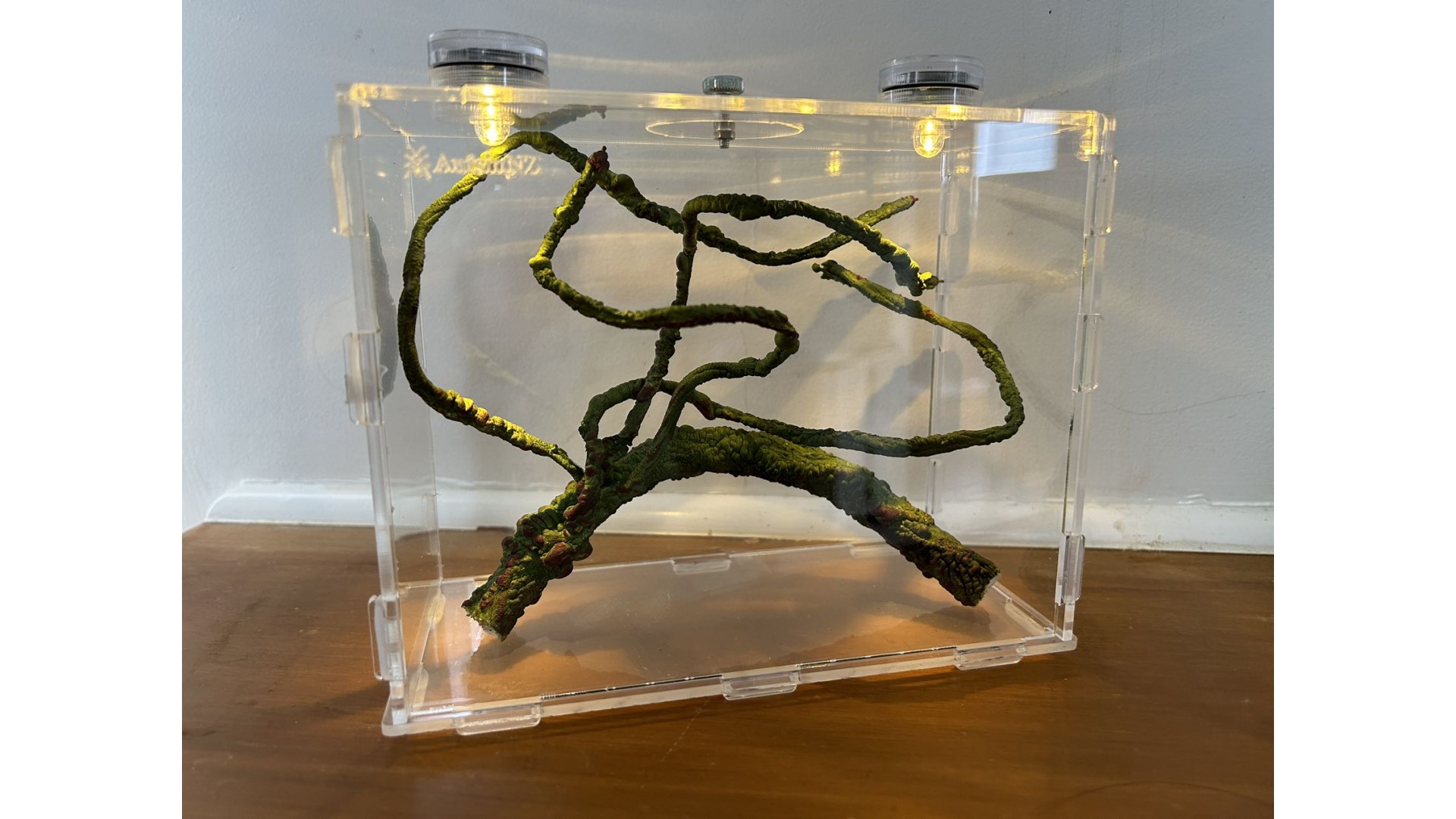 Jumping spider house