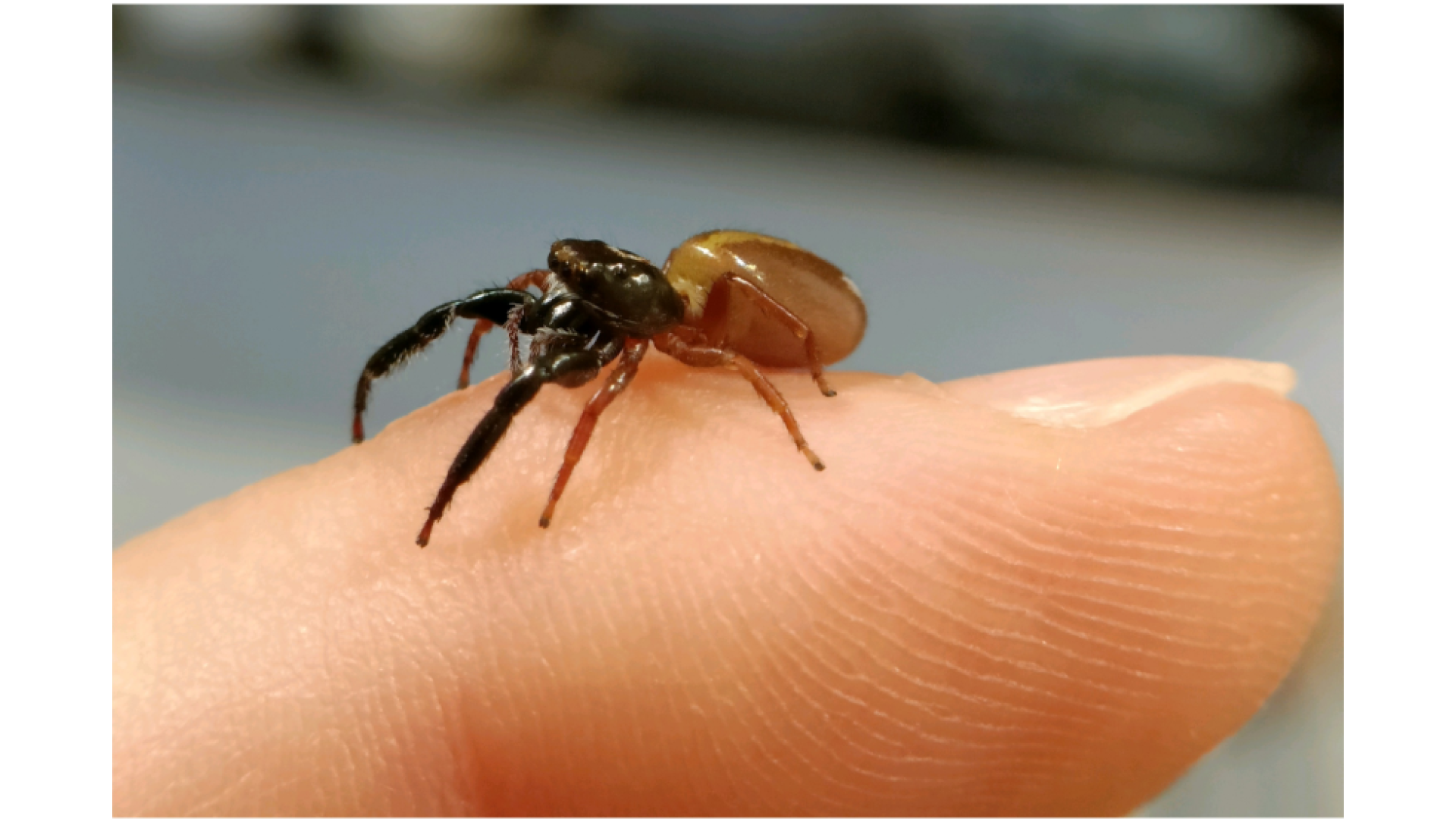 Black headed Jumping spider baby (largest specis in NZ) Trite ...