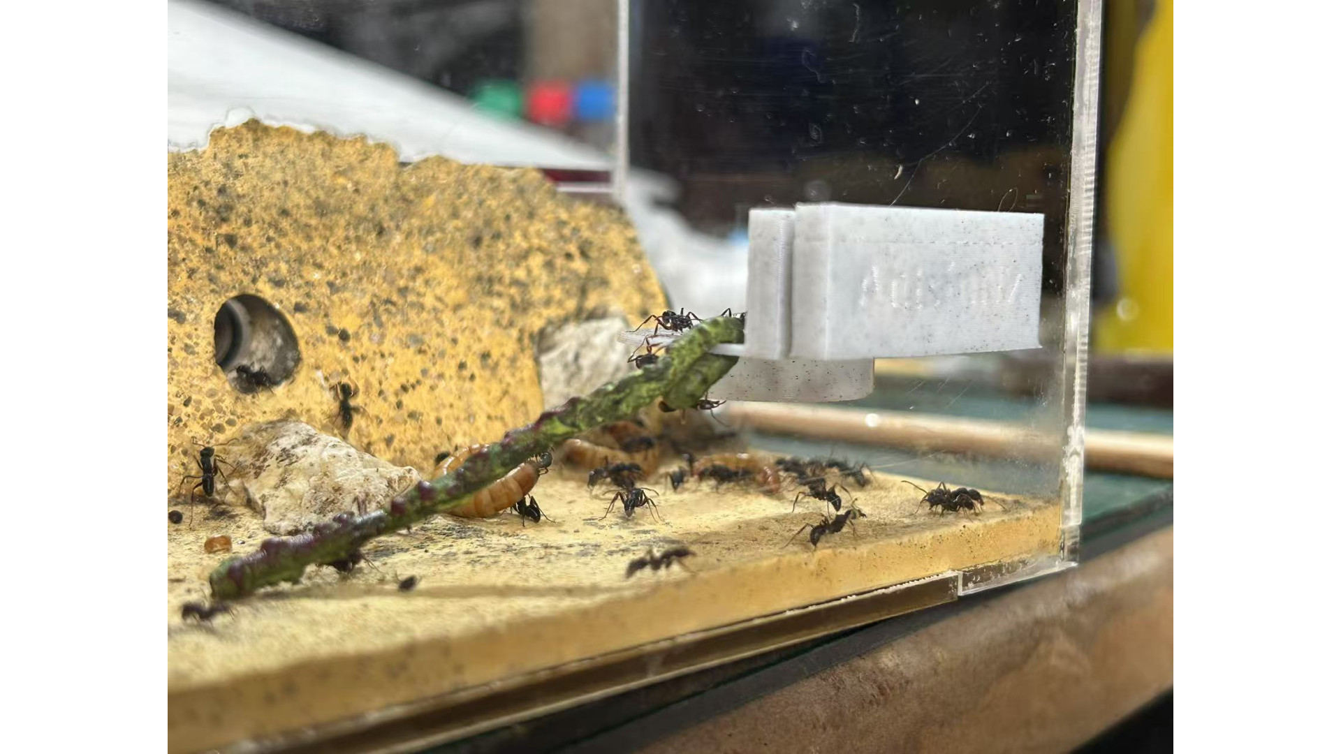 Tools : food plate on air (Preventing Ants from Drowning)
