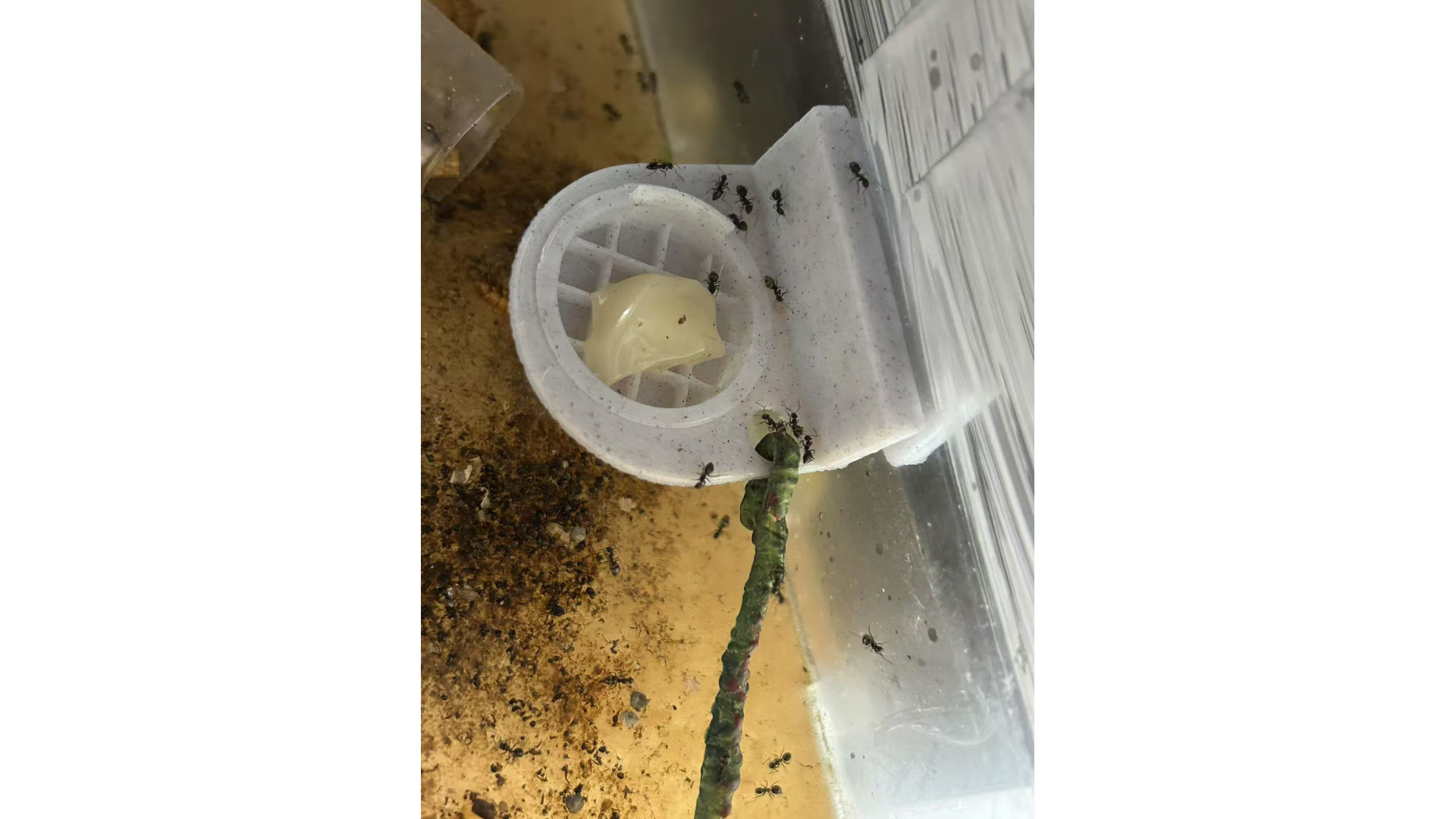 Tools : food plate on air (Preventing Ants from Drowning)